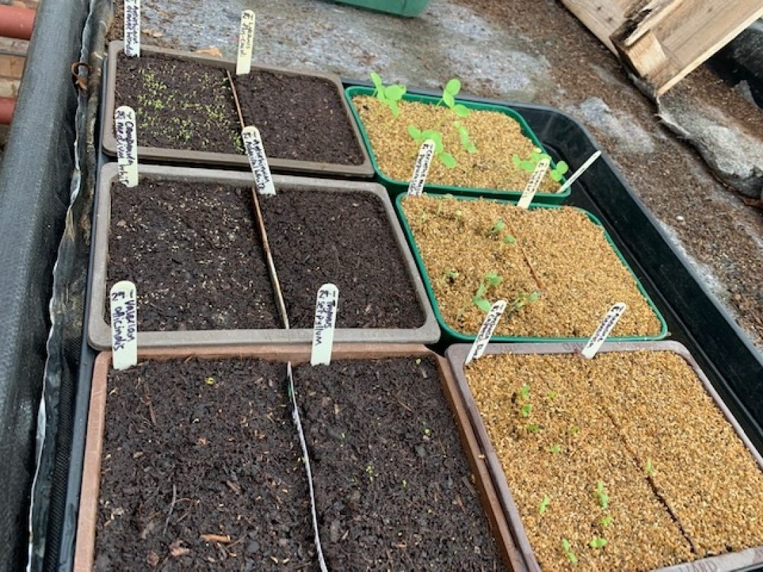 How to Sow Seeds: a step-by-step guide - Hestercombe