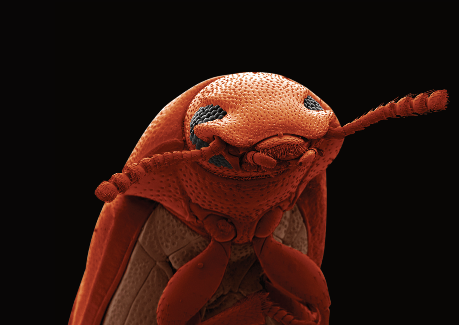 Big Views of Tiny Creatures Exhibition - Hestercombe